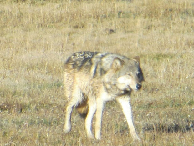 Wolf killed in Utah was animal from rare Arizona sighting