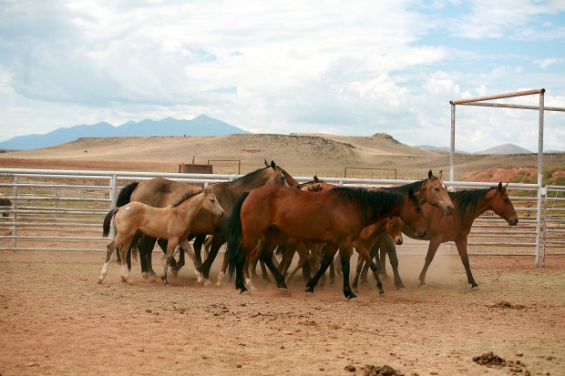Hashknife sale a Babbitt Ranches tradition | | azdailysun.com