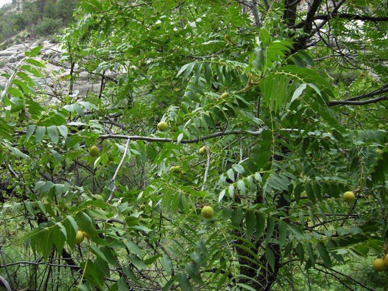 Ask a Ranger: The walnuts of Walnut Canyon | Columnists | azdailysun.com