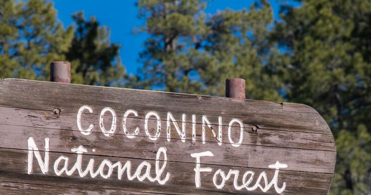 coconino natuonal forest