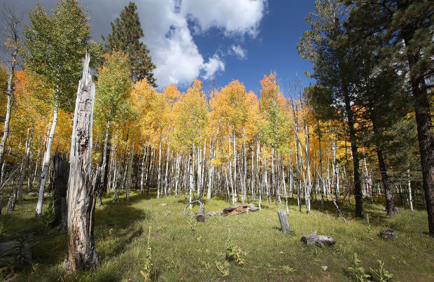 More Flagstaff fall beauty | | azdailysun.com