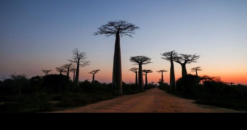 Study reveals history and oceanic voyages of remarkable baobab tree ...