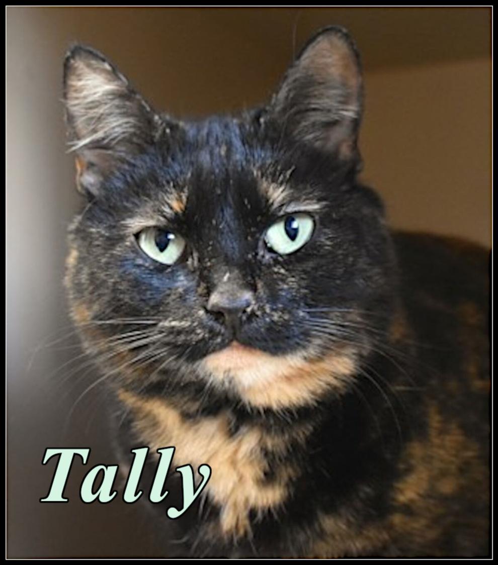 CHA Pet of the Week: Tally | Local News | azdailysun.com