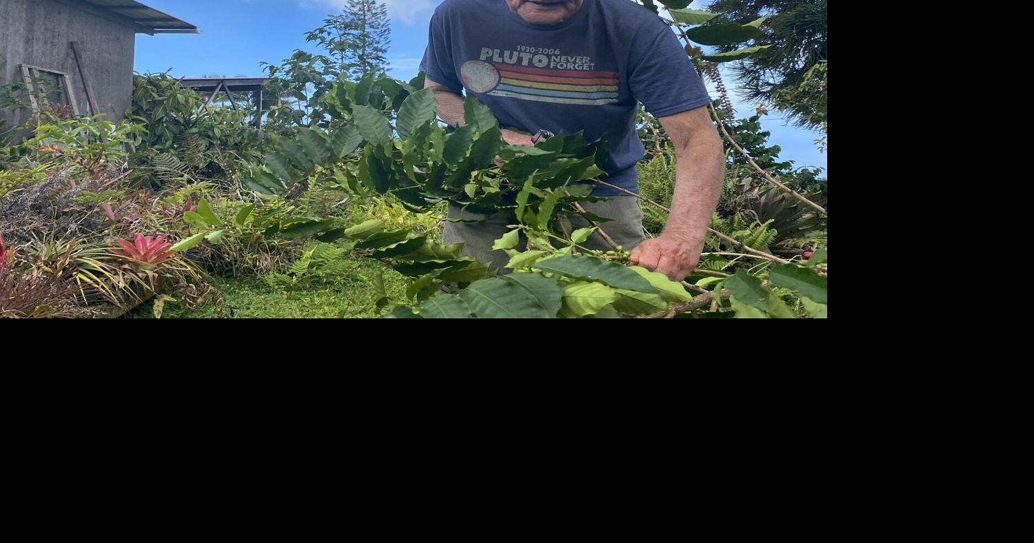 Safeway, QFC owners settle with Hawaii farmers in fake Kona coffee ...