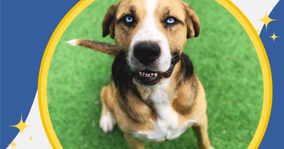 HCH Pet of the Week: Spud | Local News | azdailysun.com