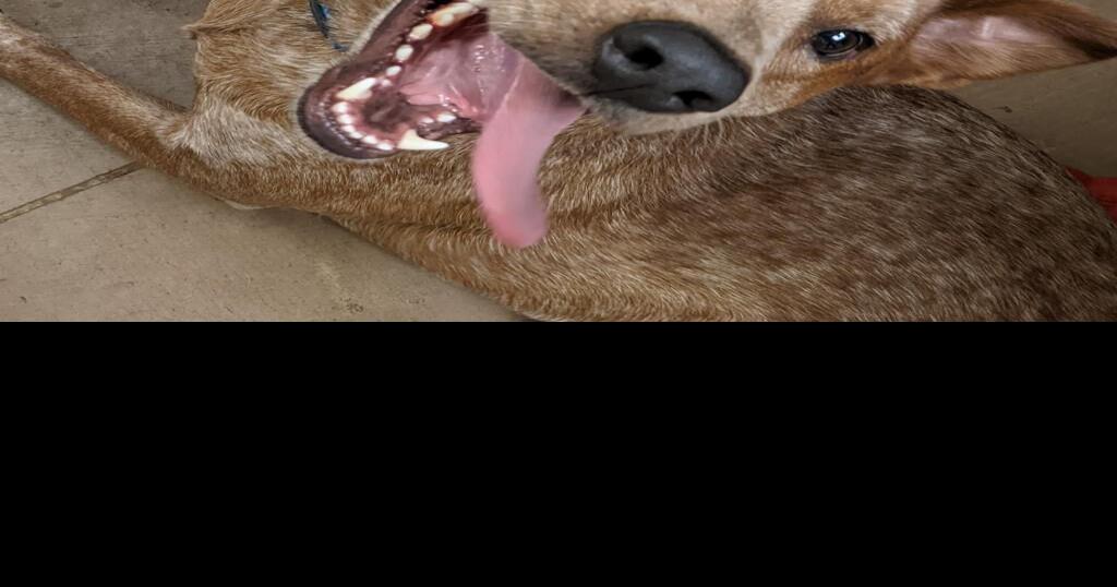 Pet of the Week: Maverick