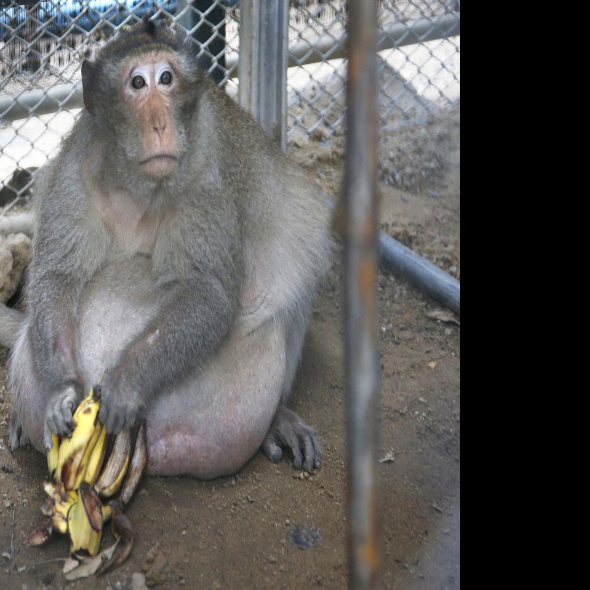 really fat monkey eating