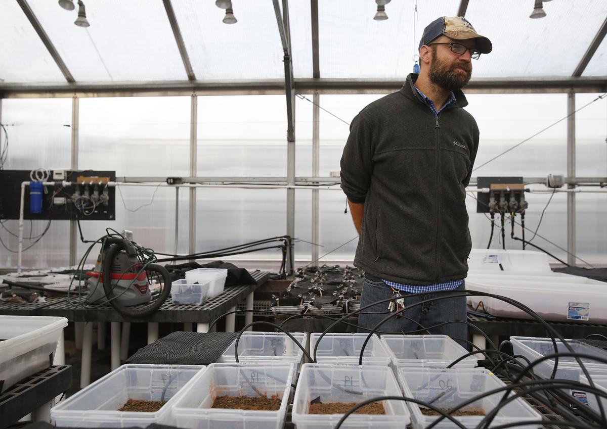 NAU ecologist tends to garden of biocrust | Local | azdailysun.com