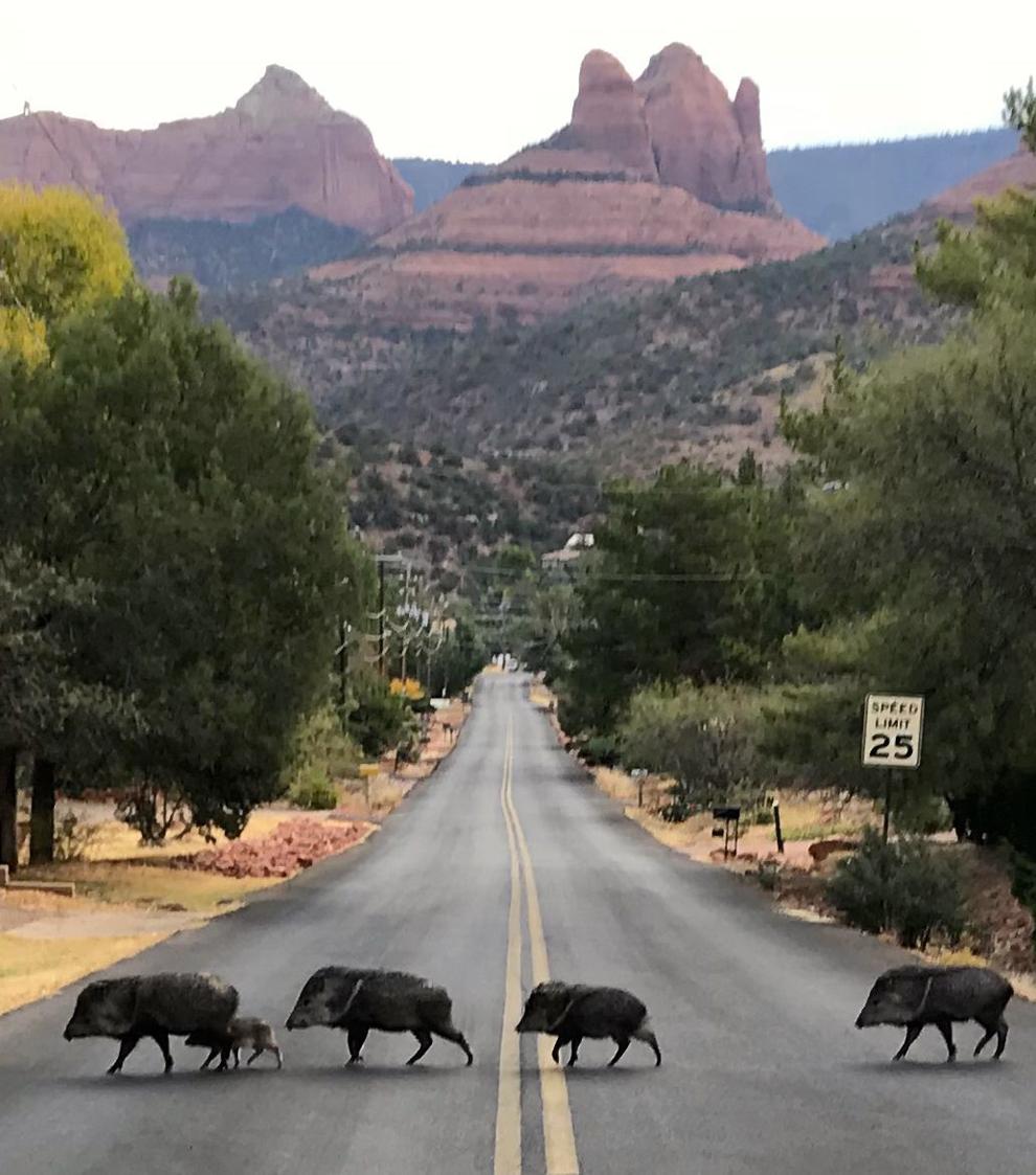 Sedona golf course goes viral after javelinas damage green | Local News ...