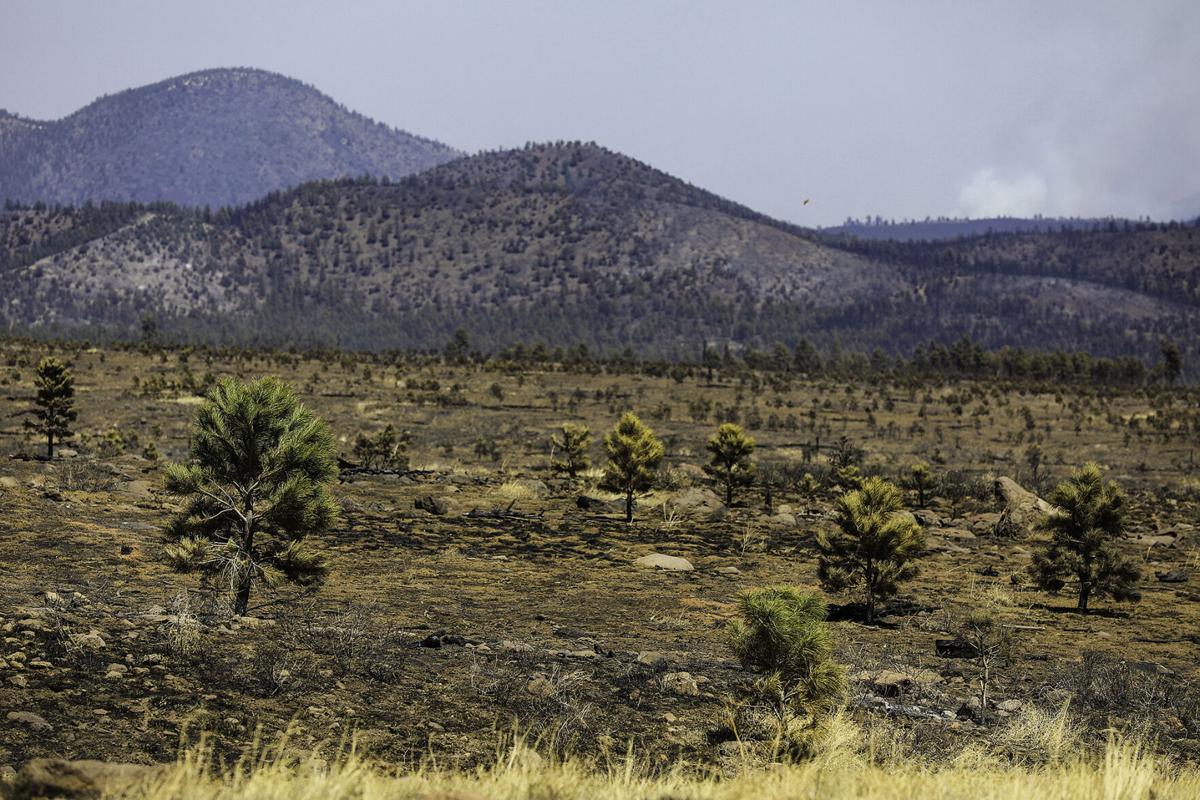 Tunnel Fire containment reaches 3%, with more wind in store for ...