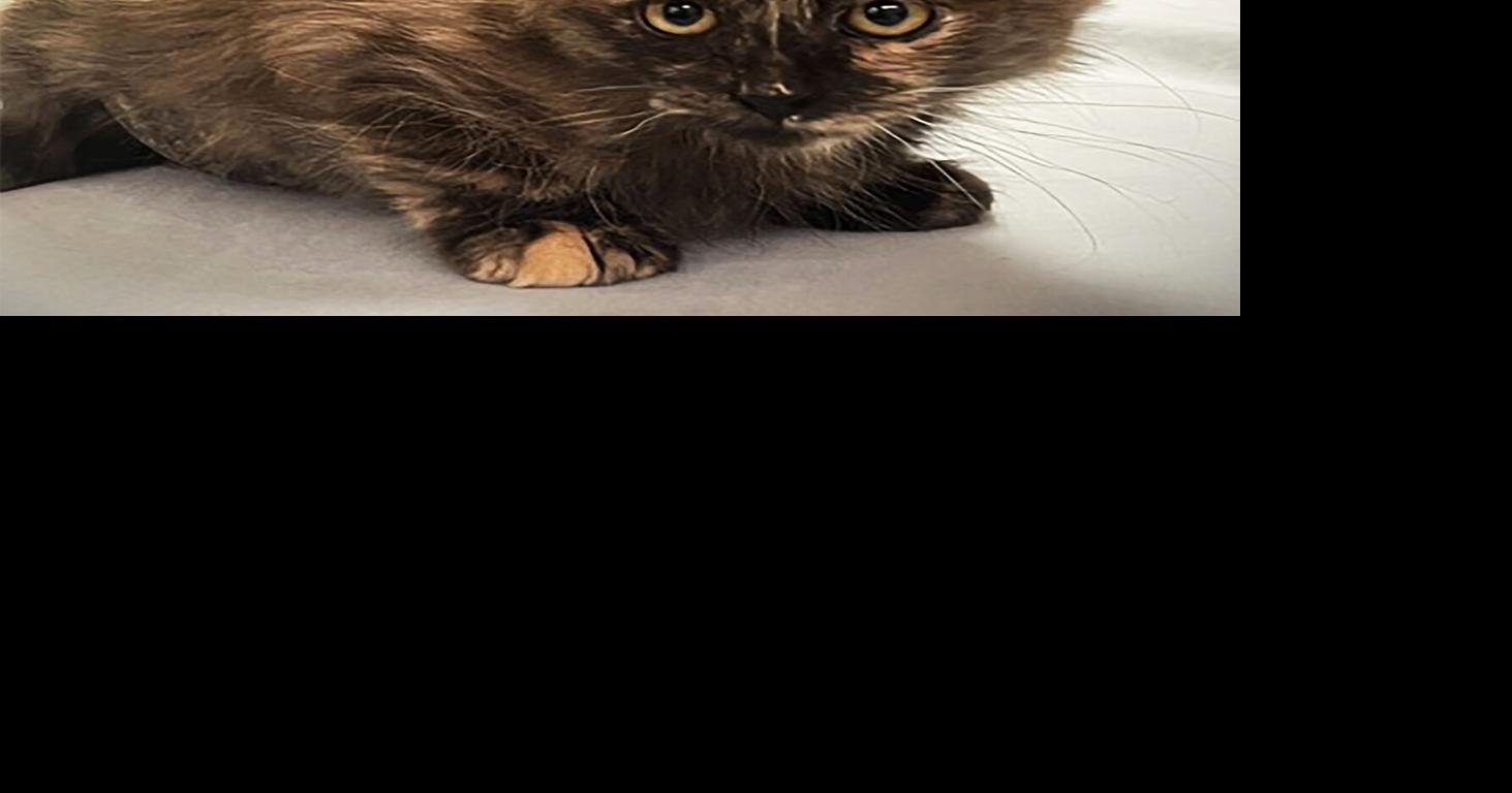 CHA Pet of the Week: Sunny | Pets | azdailysun.com