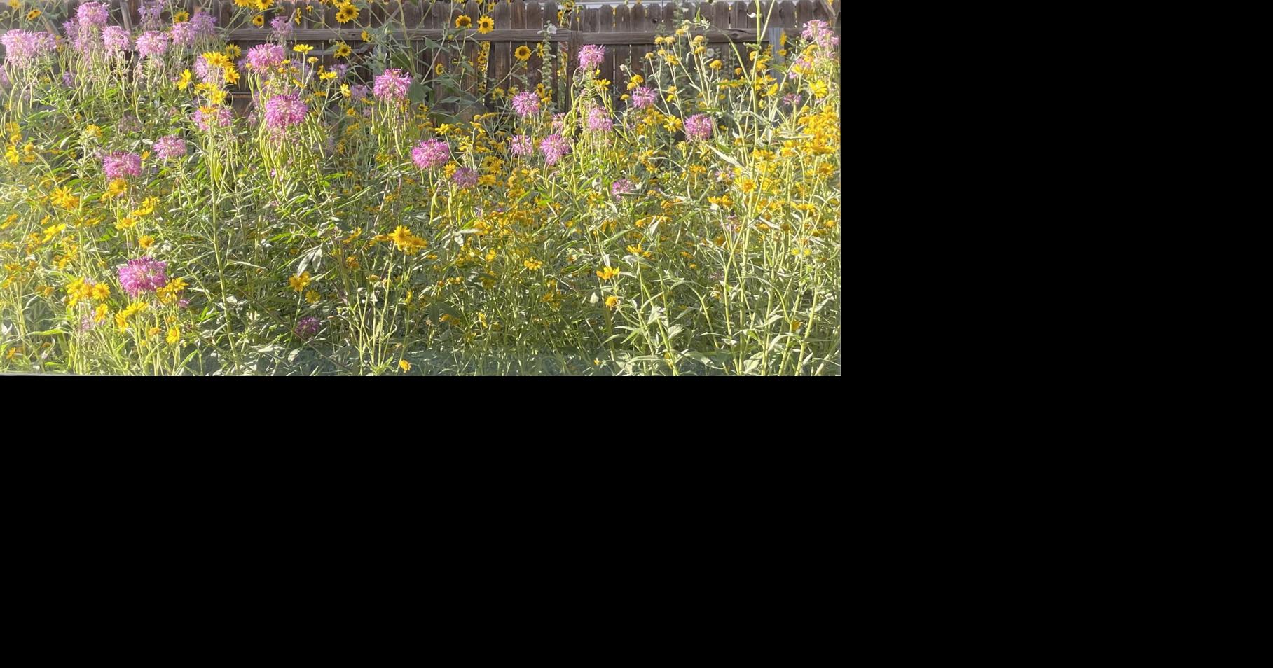 Why are hummingbird numbers declining? | Local News | azdailysun.com