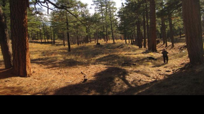 Flagstaff holds Spring Break destination; no travel necessary | Local ...