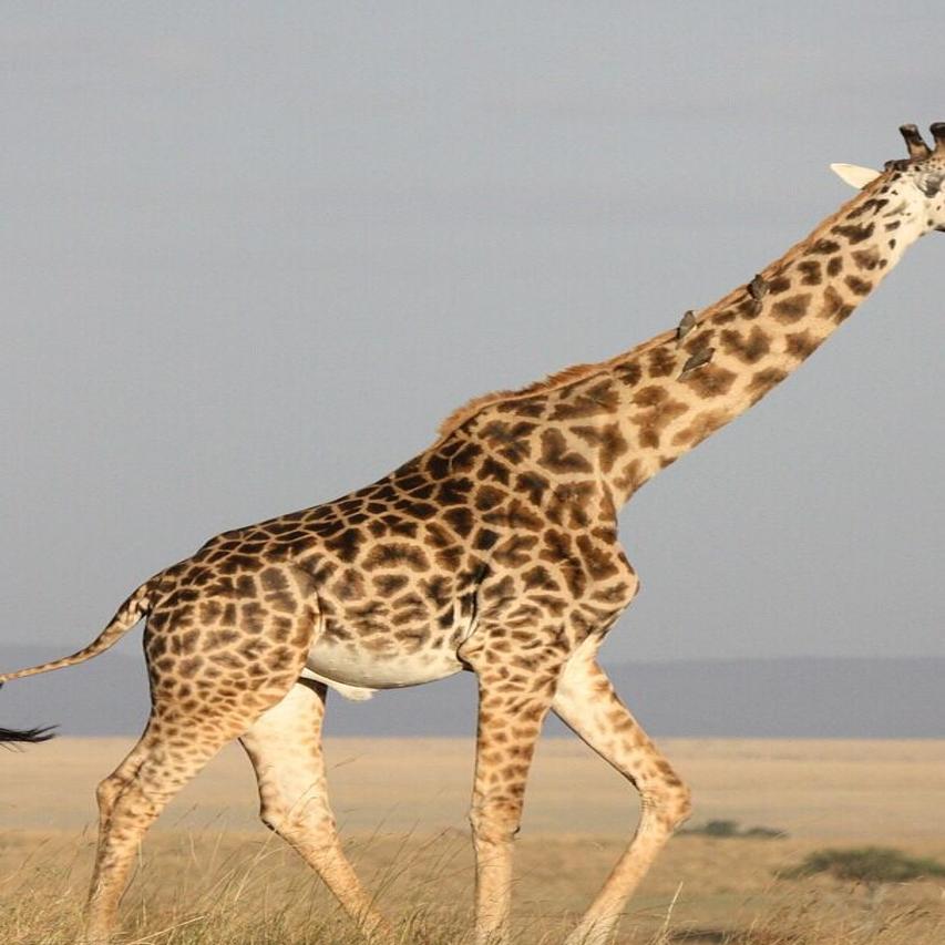 giraffe gender differences