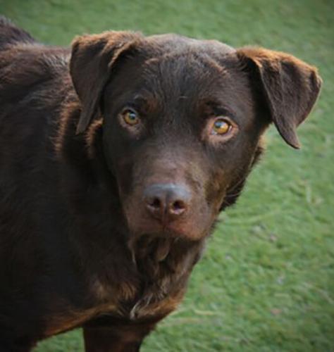 CHA Pet of the Week: Ginger Joy | Local News | azdailysun.com