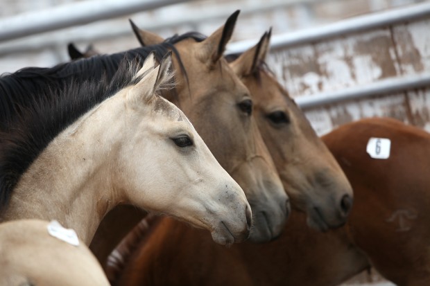 Hashknife sale a Babbitt Ranches tradition | | azdailysun.com