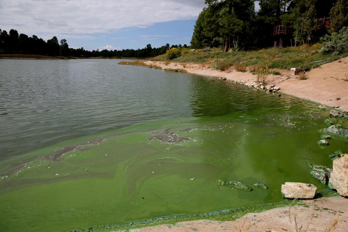 Lake algae puts Country Club homeowners on edge | Local | azdailysun.com