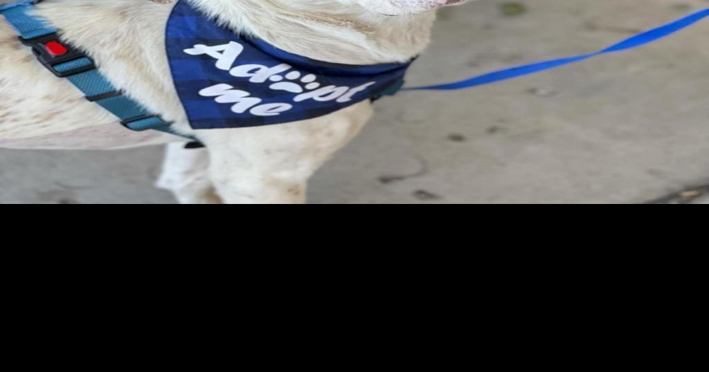 Pet of the Week: Zeek