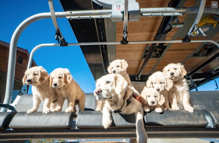 Watch Now: How Ava, The Avalanche Dog, assists in mountain safety at ...