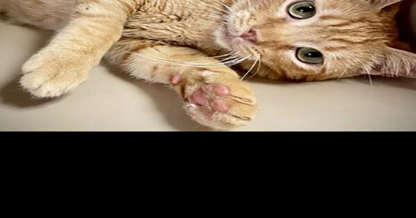 CHA Pet of the Week: Mango | Pets | azdailysun.com
