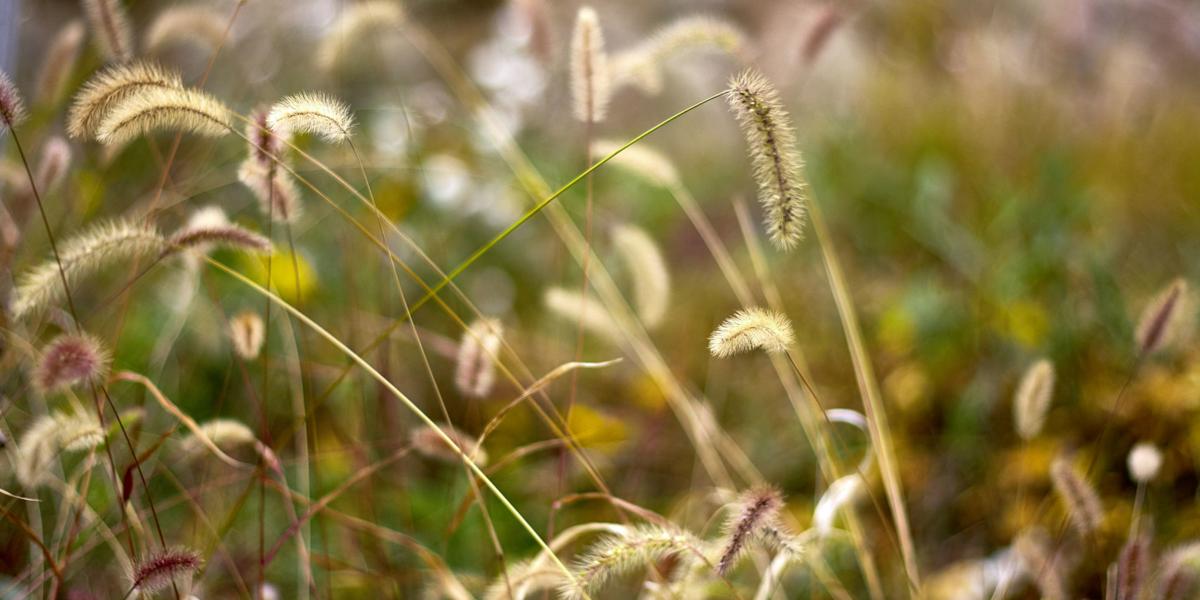 Ask the Vet: The heartbreak of foxtails for your dog | Lifestyles ...