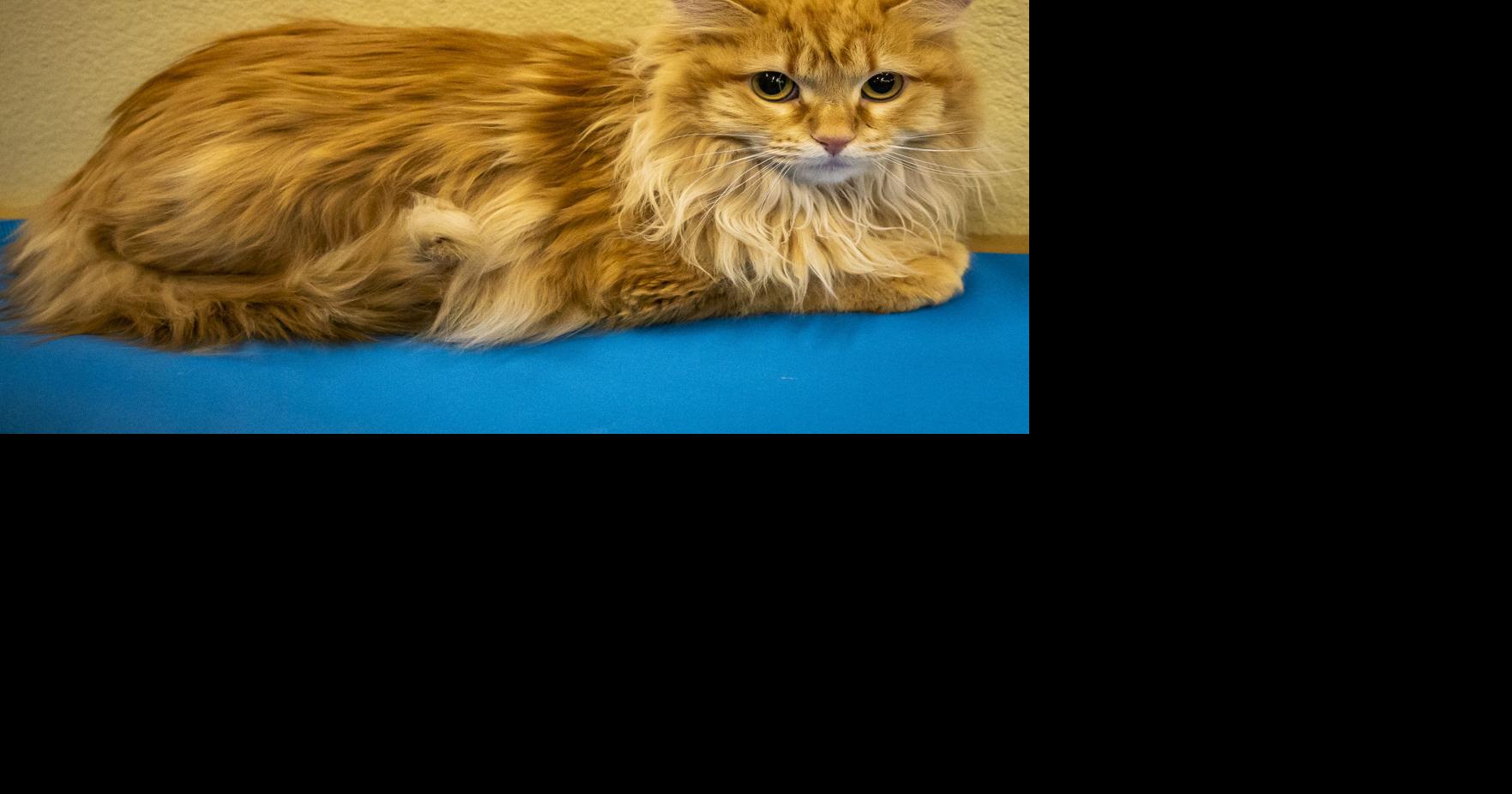 Pet of the Week: Ginger | Pets | azdailysun.com