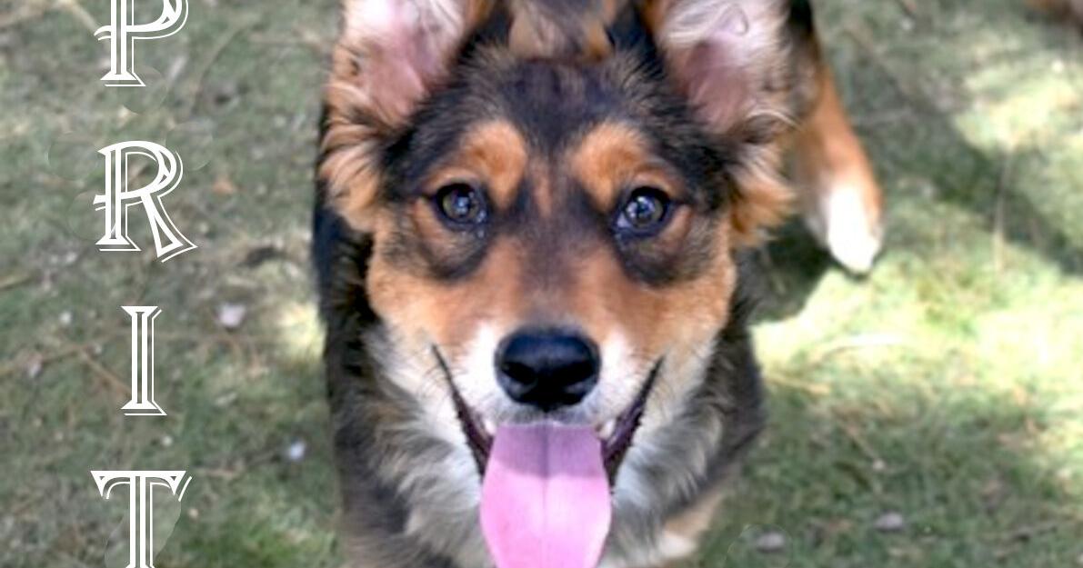CHA Pet of the Week: Sprite | Local News | azdailysun.com