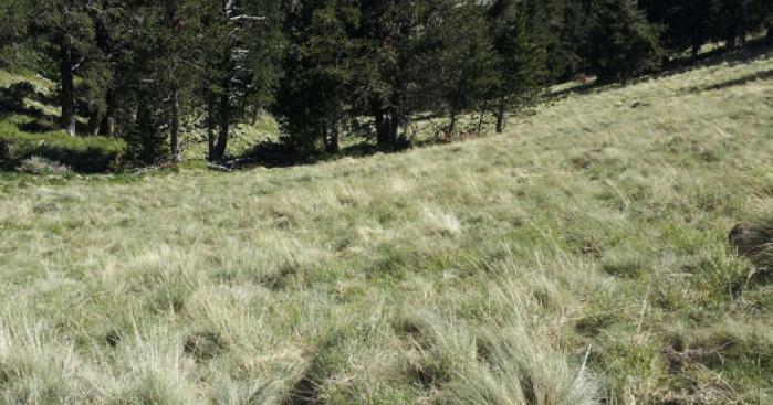 Ghosts of the past at Flagstaff crash site | Local News | azdailysun.com