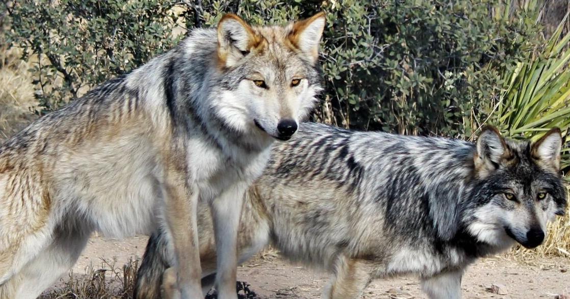 Mexican Wolf captured north of Interstate 40 near Flagstaff | Local ...