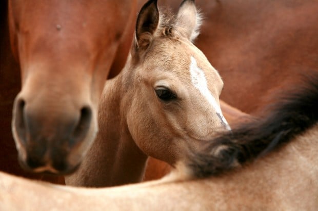 Hashknife sale a Babbitt Ranches tradition | | azdailysun.com