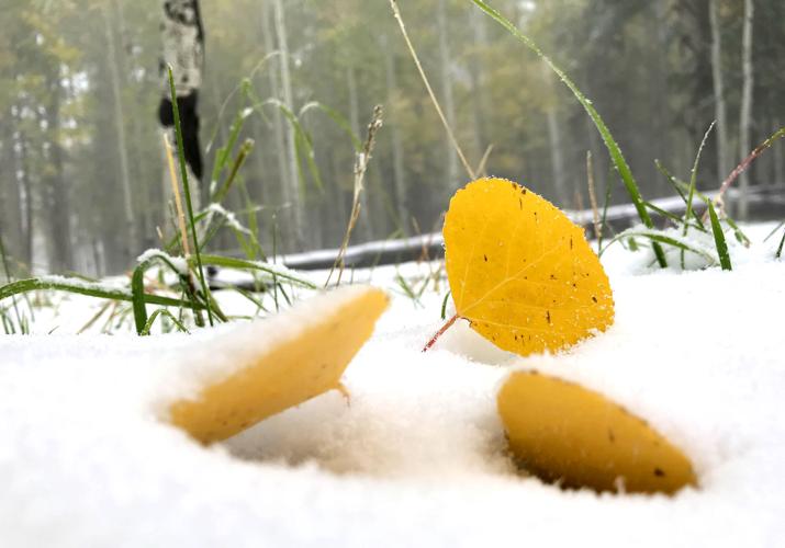 Gallery: Flagstaff's leaves changing colors in fall over the years ...