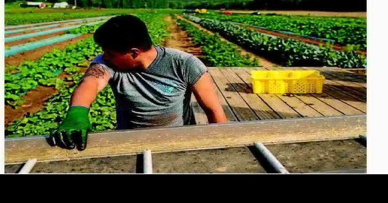 Extreme heat increases stress on farmworkers | | azdailysun.com