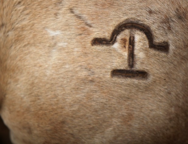 Hashknife sale a Babbitt Ranches tradition | | azdailysun.com