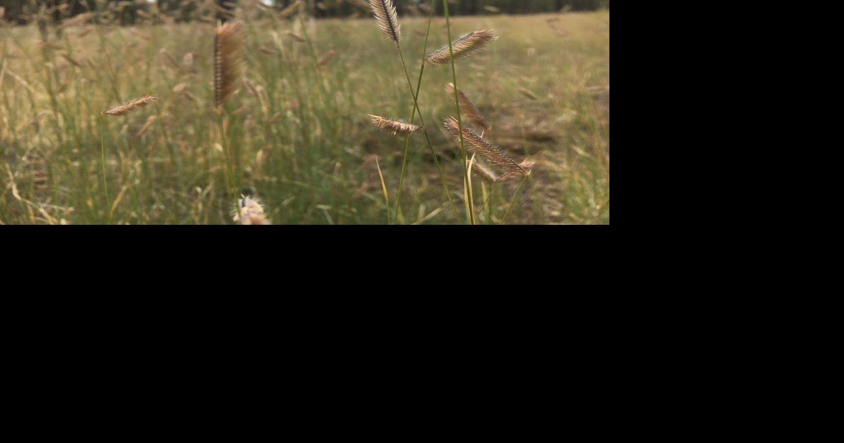 Gardening Etcetera: Learn about native grasses that may be foreign to ...