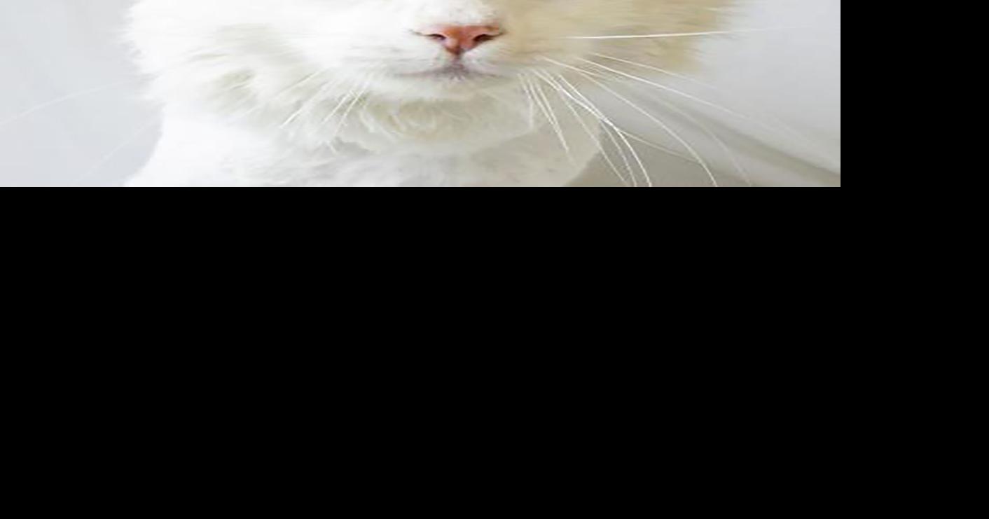 Pet of the Week: Chatterbox | Local News | azdailysun.com