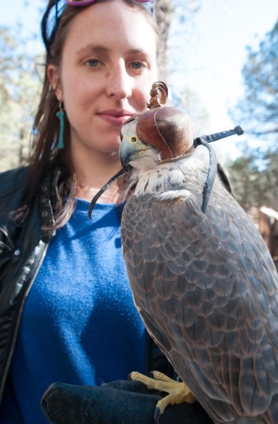Raptor handling at The Arb | | azdailysun.com