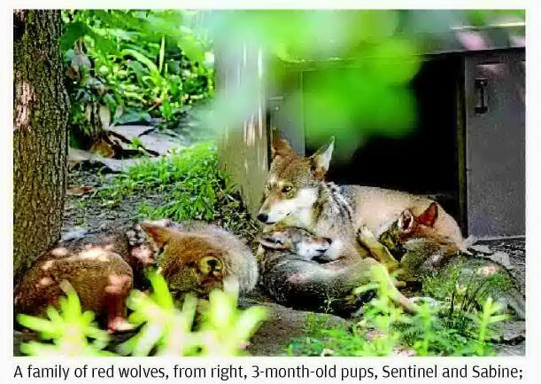 RED WOLF REVIVAL AT RISK
