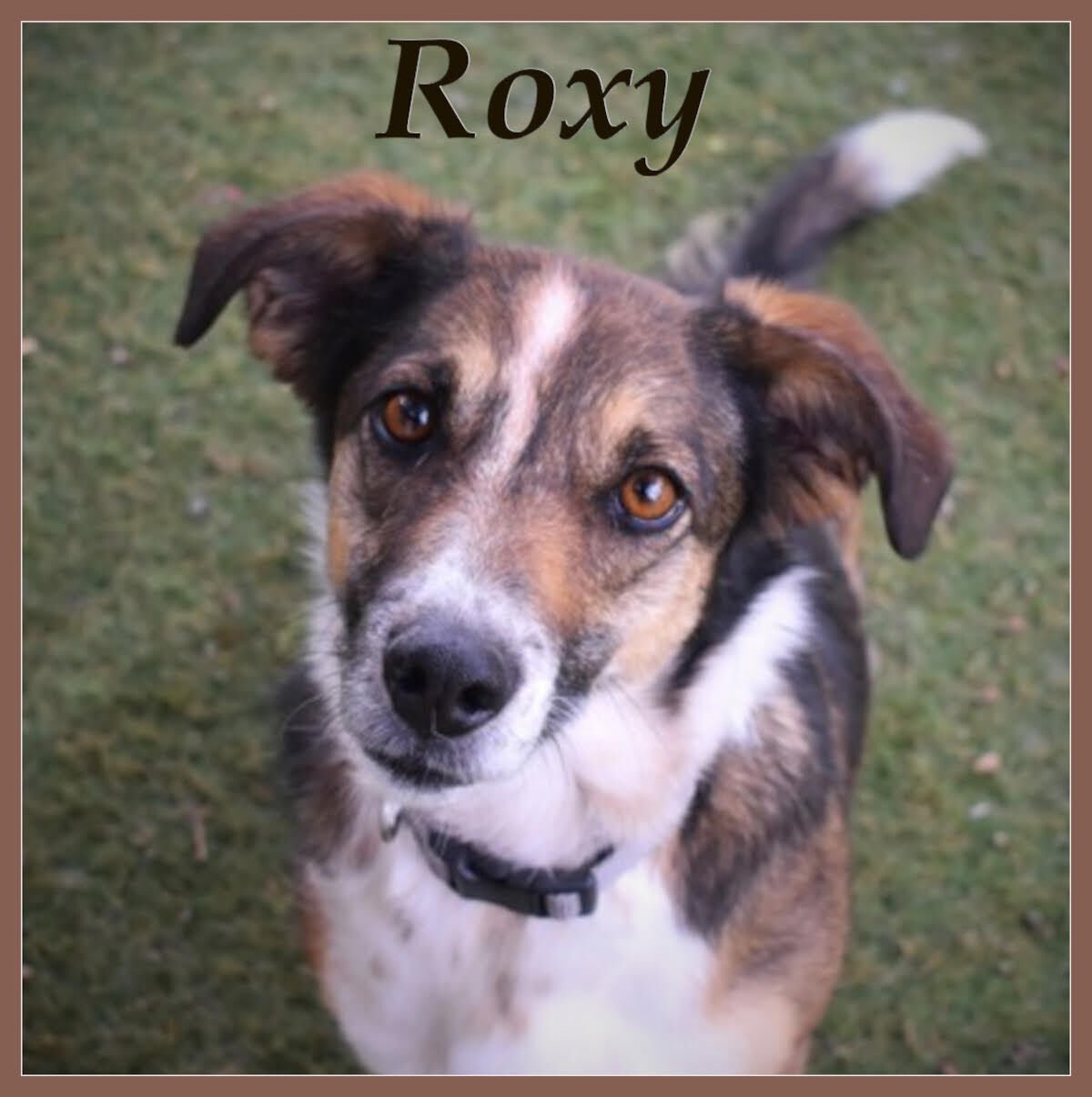 CHA Pet of the Week: Roxy | Local News | azdailysun.com