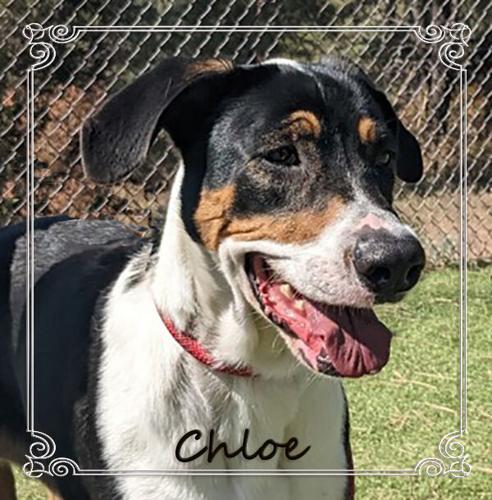 CHA Pet of the Week: Chloe | Local News | azdailysun.com