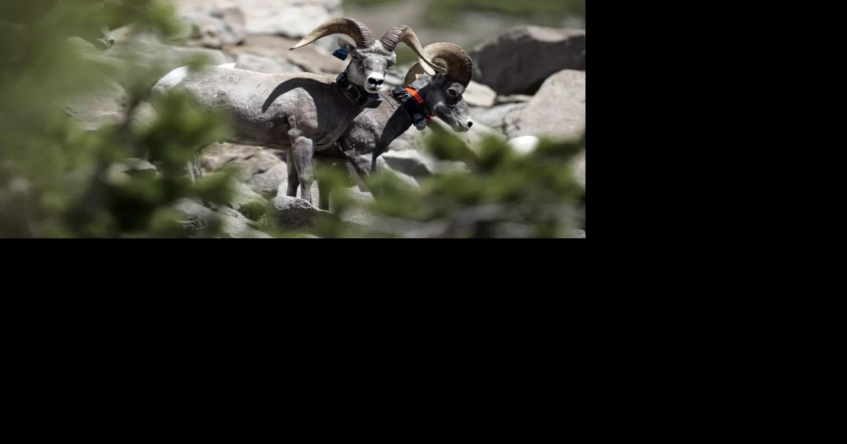 Can the Sierra Nevada bighorn dodge extinction? It may mean reining in ...