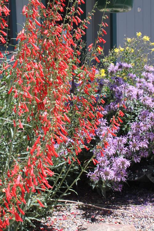 Gardening Etcetera: Glorious month for viewing our wild and native ...