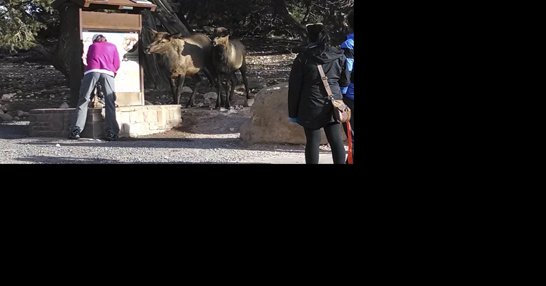 Grand Canyon launches wildlife management K-9 program | Environment ...