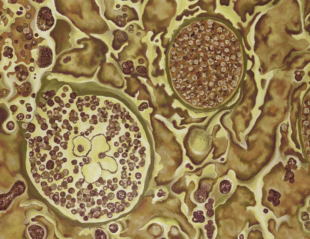 Flagstaff researchers track Valley Fever across millennia | Local ...