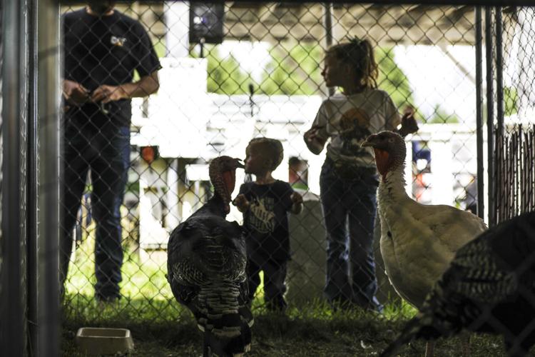 Gallery: Fun at the 74th Annual Coconino County Fair | Local News ...