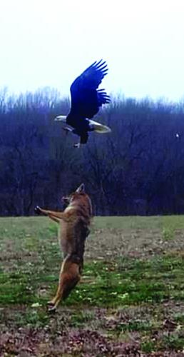 Through the Lens: Local cattle farmer's deer cam captures bald eagle in ...