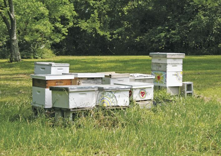 Beekeeping makes a buzz in Matagorda County | News | baycitytribune.com