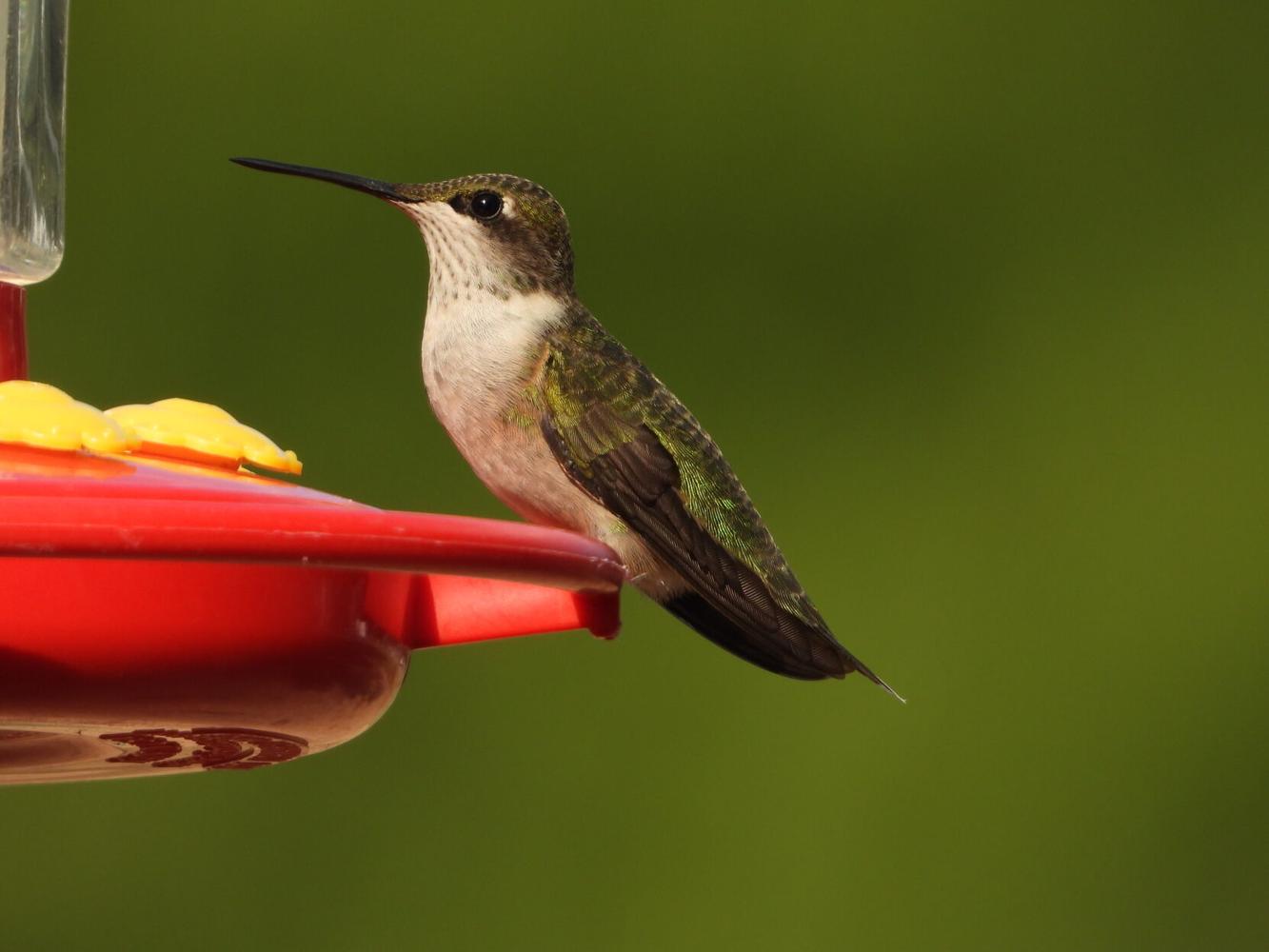 NATURE NOTES: Hummingbird migration has begun | Free Share ...