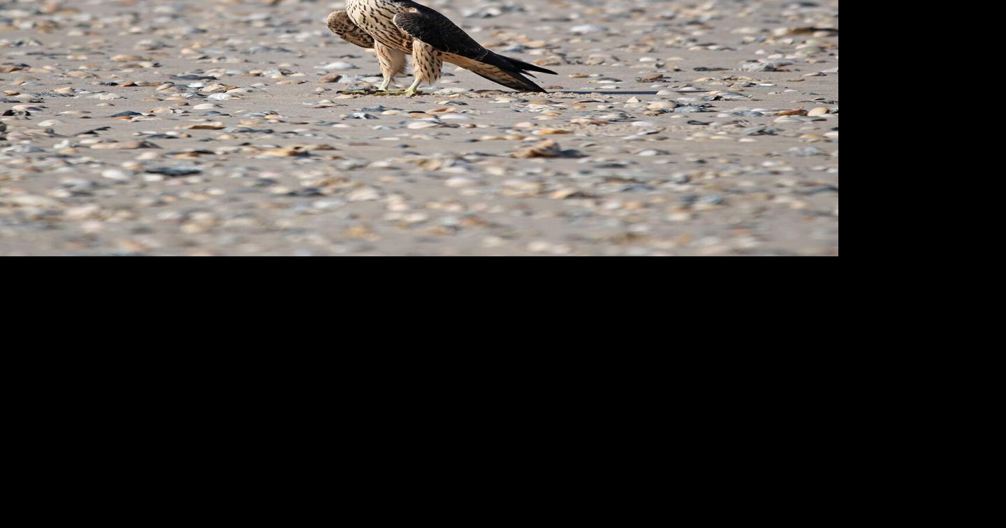 Falcon spotted in Matagorda County is 'faster than the fastest ...