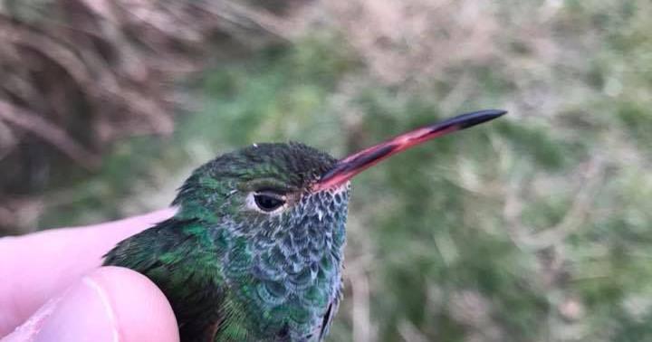 Nature Notes: The why and how of banding birds | | baycitytribune.com