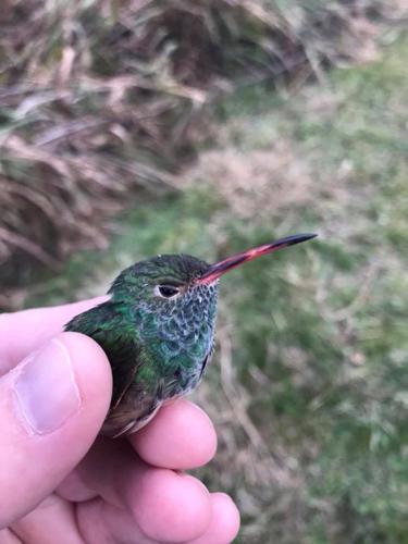 Nature Notes: The why and how of banding birds | | baycitytribune.com